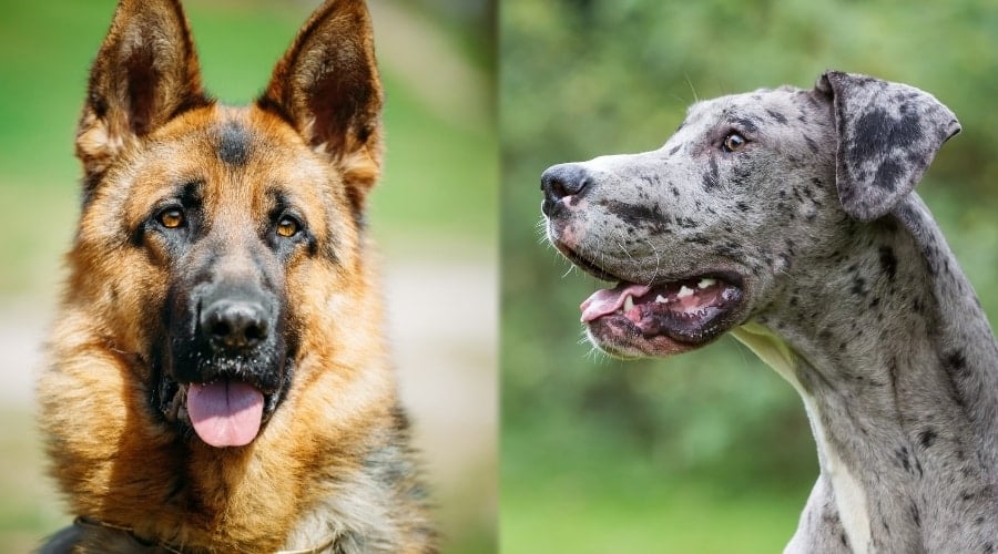 Great Dane And German Shepherd Mix