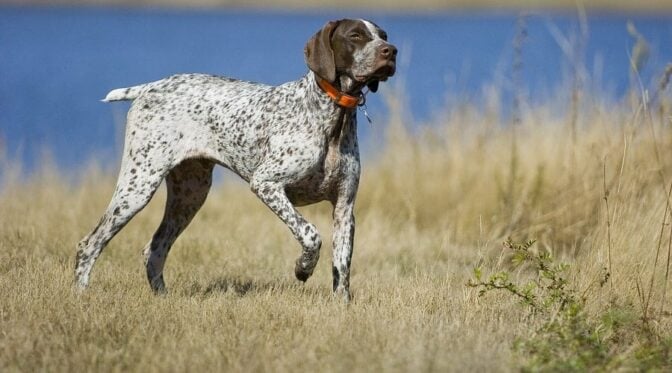 9 Simple Home Remedies To Calm Your Dog’s Red, Itchy Feet - Canine Journal
