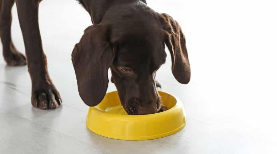 Best Dog Foods for the German Shorthaired Pointer: Puppies, Adults ...