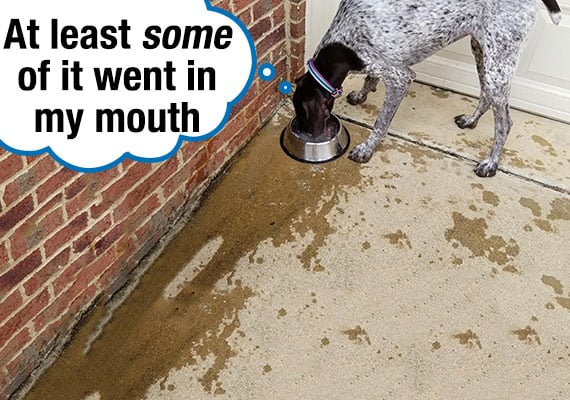 4 Best No-spill Dog Bowls For Sloppy Drinkers (17 Tested) | Canine Journal