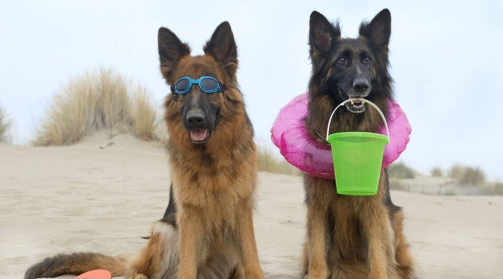 German Shepherd Prices: How Much Do German Shepherds Cost? - Canine Journal