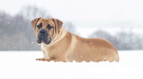 Stop Guessing: Here’s Exactly How Cold Is Too Cold for Your Dog ...