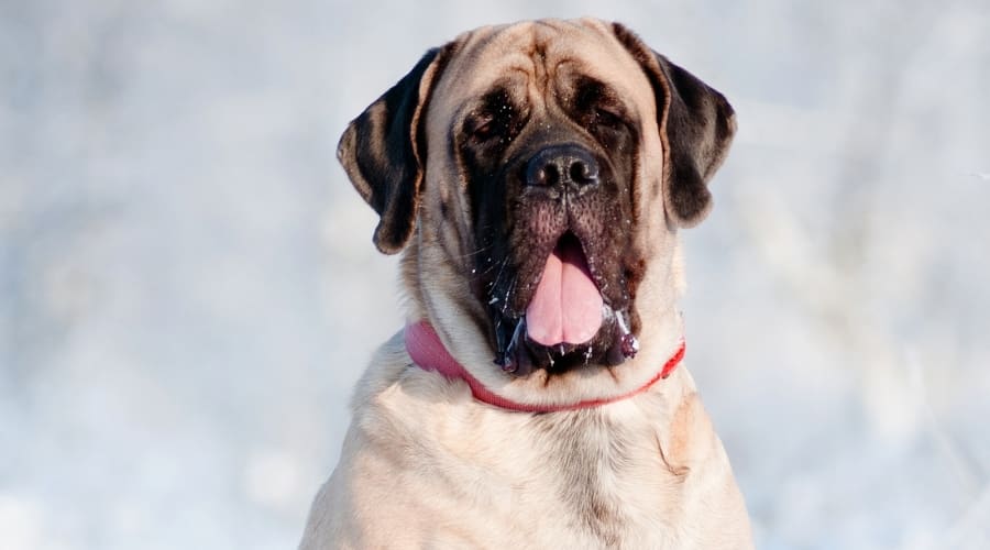 English Mastiff Dog Breed Information: Facts, Traits, Pictures & More ...