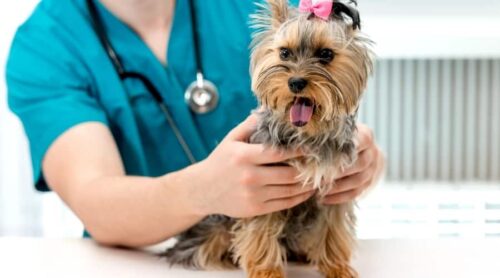 10 Yorkie Health Issues Every Owner Should Know Before It's Too Late ...