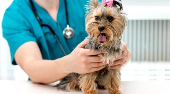 10 Yorkie Health Issues Every Owner Should Know Before It's Too Late ...