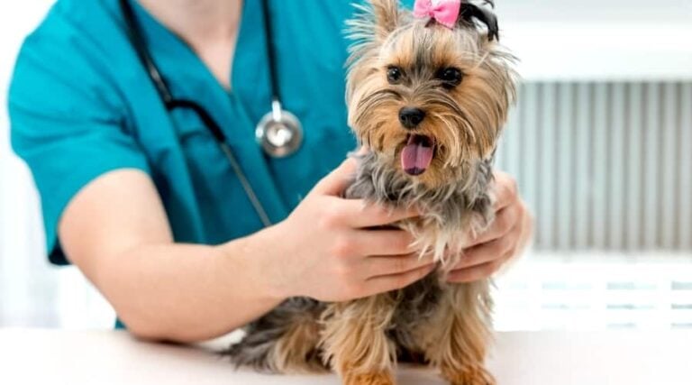 10 Yorkie Health Issues Every Owner Should Know Before It's Too Late ...
