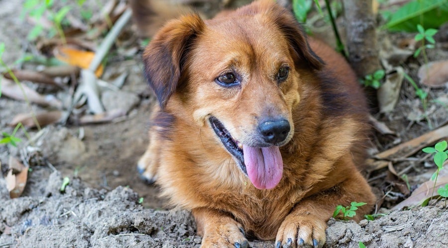 Golden Retriever Corgi Mix: Golden Corgi Breed Information & Puppy ...