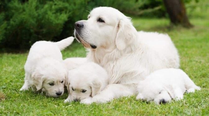 Golden Retriever Lifespan: How Long Do Golden Retrievers Live? - Canine ...
