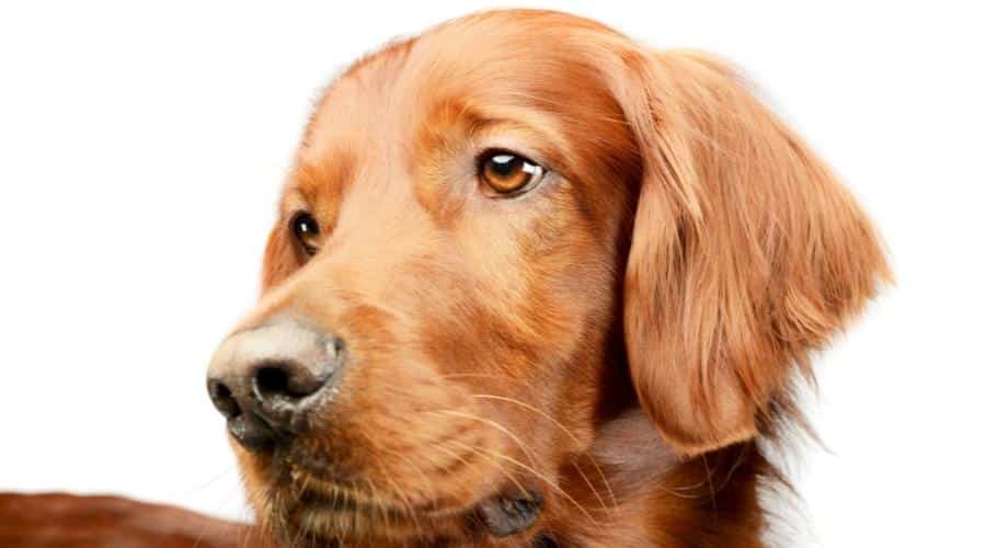 Golden Retriever-Irish Setter Mix Information: Facts, Traits & More ...
