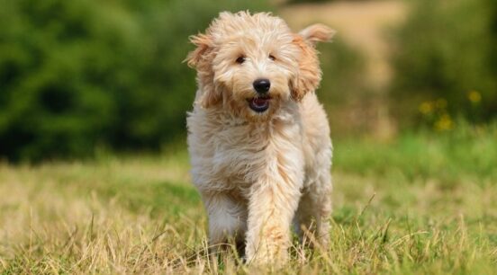 Mini Goldendoodle Growth Chart: From Tiny Puffball To Full Grown Fluff