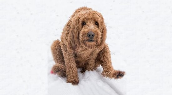 Help! My Dog Hasn't Pooped In 3 Days. How Long Can A Dog Go Without ...