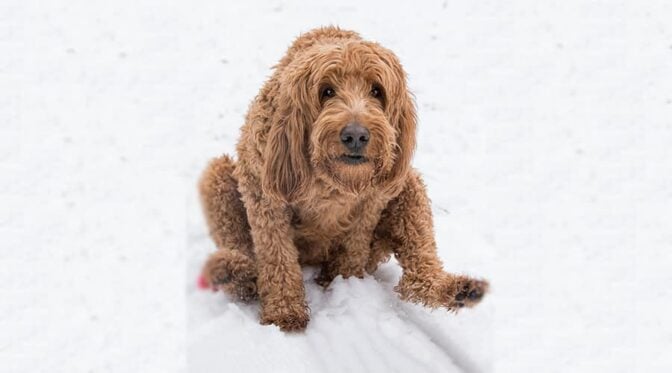 Help! My Dog Hasn't Pooped In 3 Days. How Long Can A Dog Go Without ...