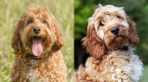 Cavapoo vs Cockapoo: Breed Differences & Similarities | Canine Journal