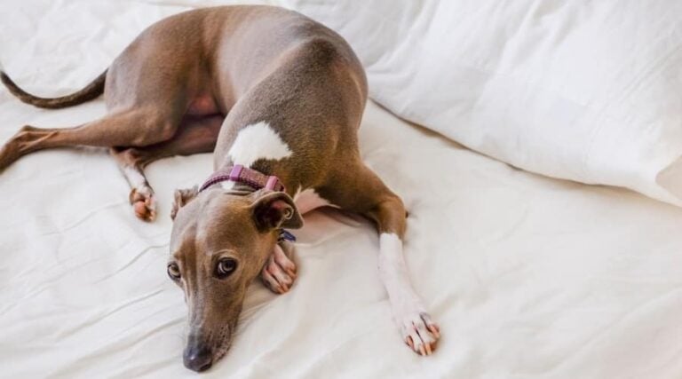 Why Thiamine Might Be The Most Overlooked Nutrient In Your Dog’s Food