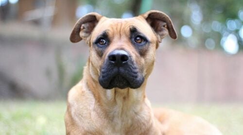 German Shepherd Boxer Mix: Boxer Shepherd Breed Information - Canine ...