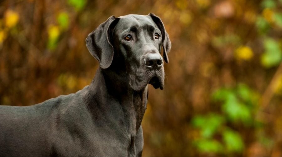Elbow Dysplasia In Dogs - Canine Journal