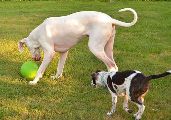 3 Best Herding Balls For Pushing Around (11+ Tested) | Canine Journal