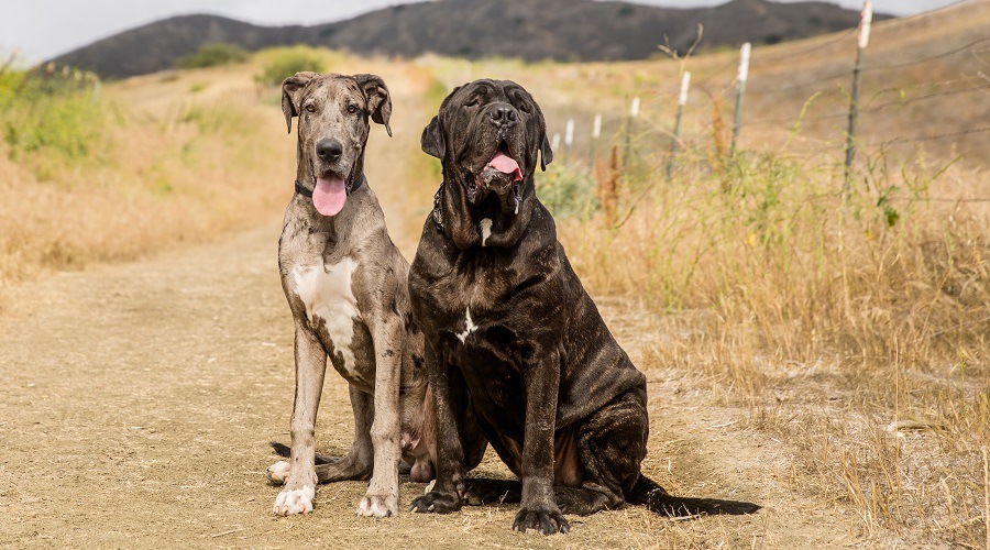 Great Dane Dog Breed Information: Facts, Traits, Pictures & More ...