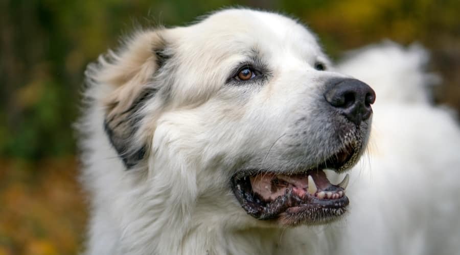 Great Pyrenees Dog Breed Information: Facts, Traits, & More - Canine ...
