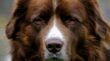 Great Pyrenees Growth Chart: Male & Female Weight & Height | Canine Journal