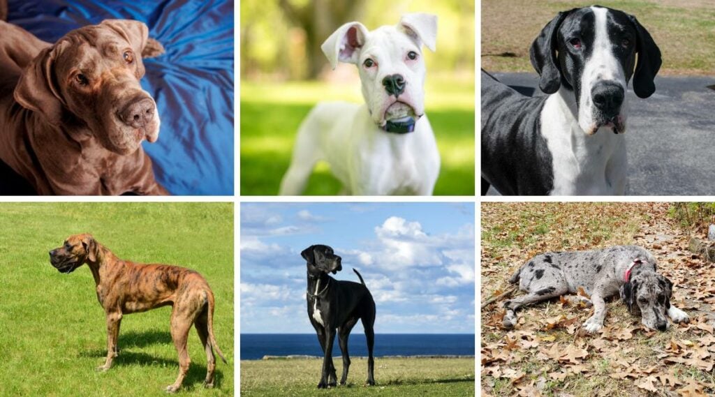 Great Dane Colors: Standard And Non-Standard - Canine Journal
