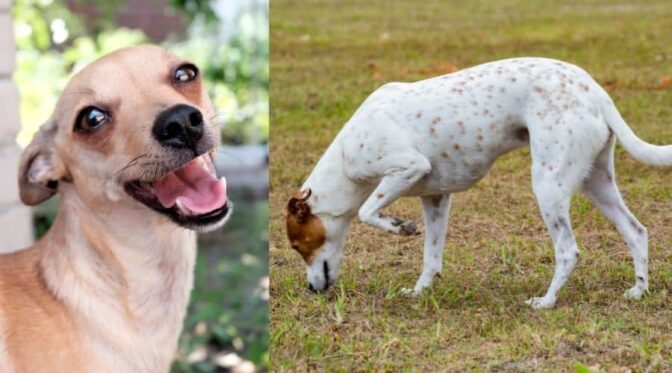 Border Collie Mixes: 30 Different And Intelligent Crossbreeds - Canine ...