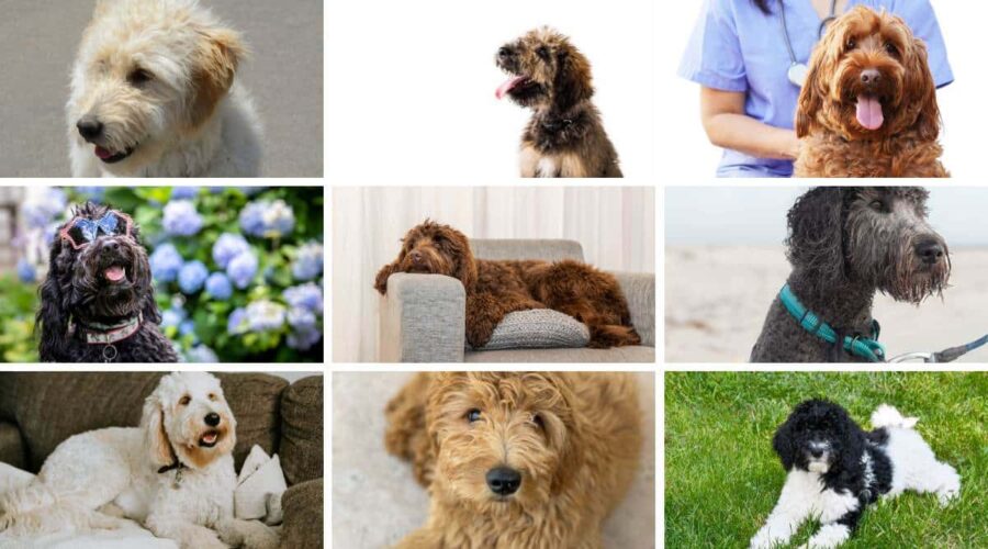 20 Dogs That Look Like Pitbulls | Canine Journal