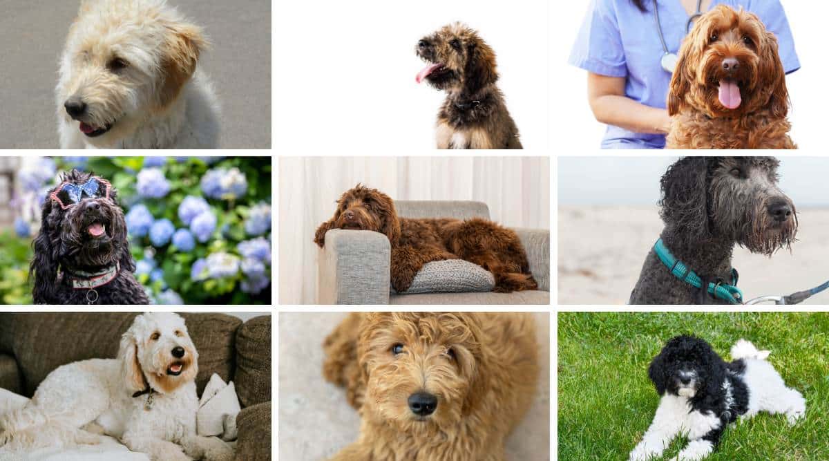 20 Dogs That Look Like Pitbulls | Canine Journal