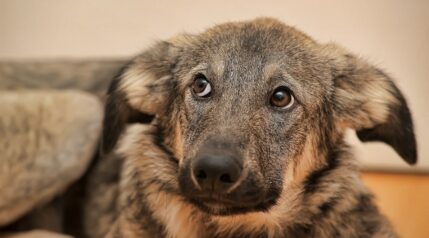 Yikes! My Dog Just Ate Tin Foil! What Should I Do Now? | Canine Journal