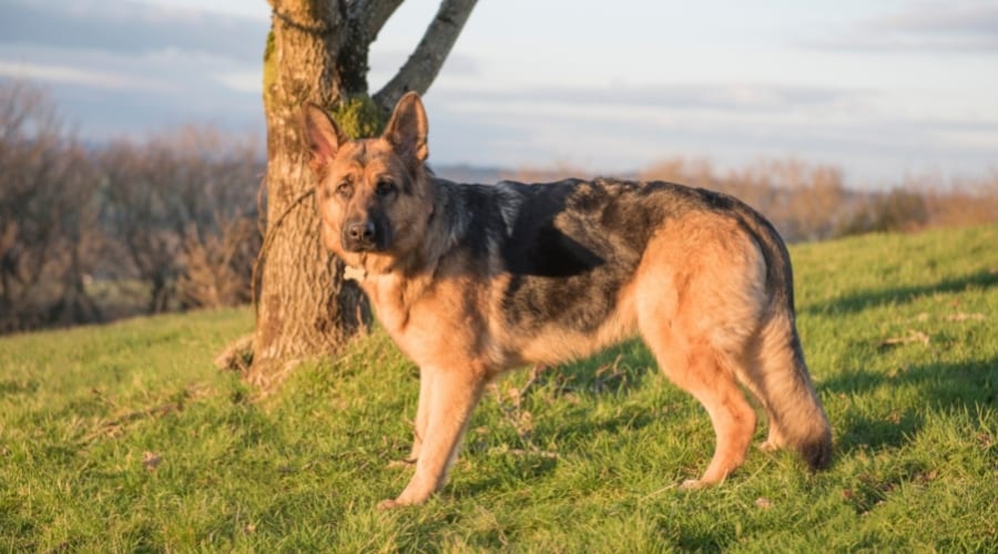 American Alsatian Dog Breed Information: Traits, Health & More - Canine ...