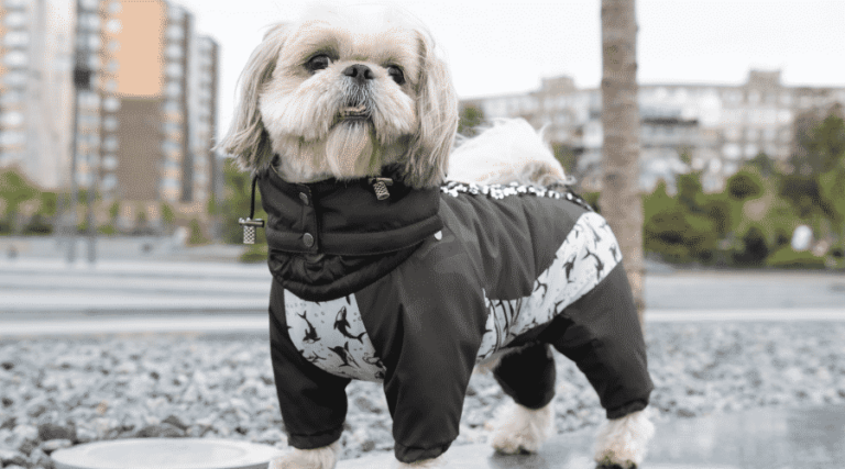 2025 Dog Trends: 15 Hottest Predictions On What's Next For Pups ...