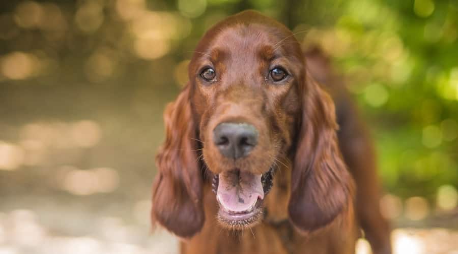 Best Dog Foods for Irish Setters: Puppies, Adults & Seniors - Canine ...