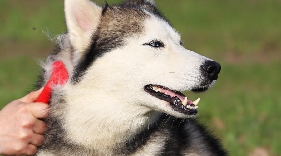 Best Dog Brushes For Siberian Huskies: Ratings & Reviews - Canine Journal