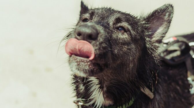 German Shepherd Pitbull Mix: Breed Information, Traits & Facts - Canine ...