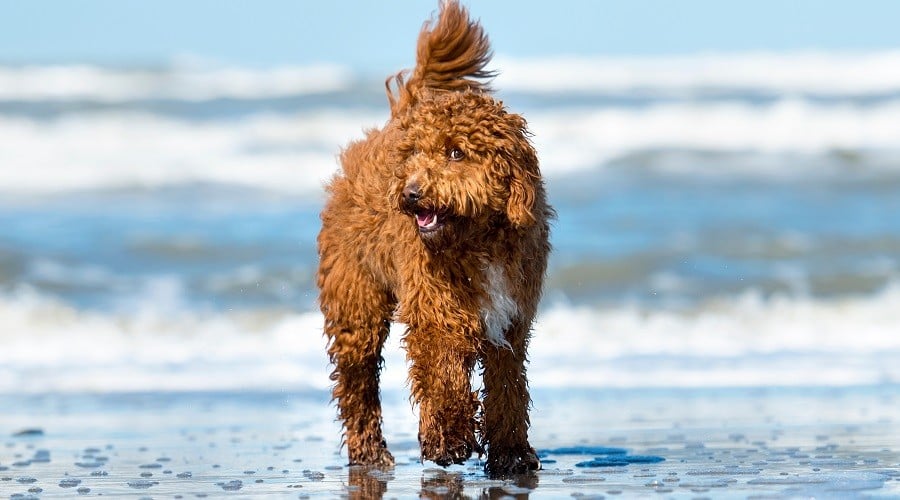 Irish Setter Mixes: 10 Different Cross Breeds You'll Love - Canine Journal