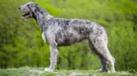 Dog Evolution History: Where Do Dogs Come From? - Canine Journal