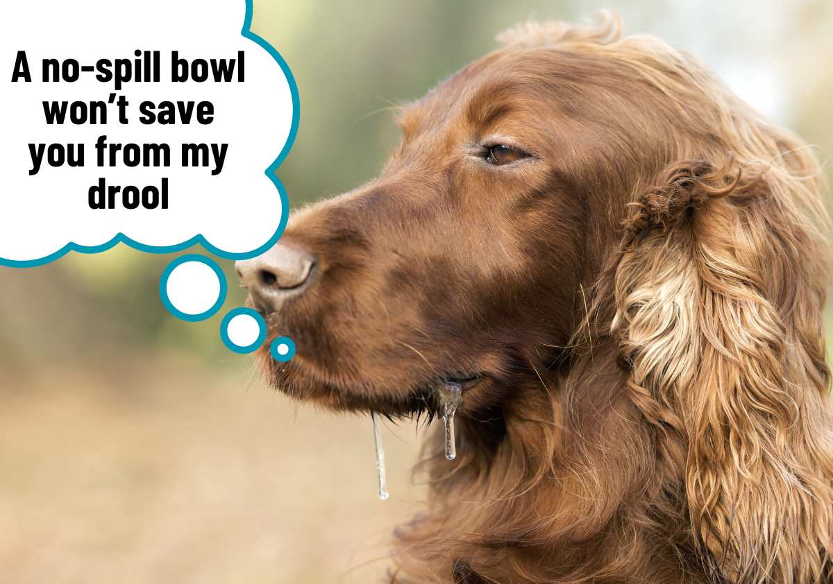 4 Best No-spill Dog Bowls For Sloppy Drinkers (17 Tested) | Canine Journal