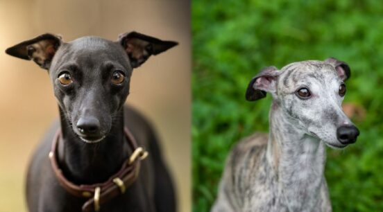 Whippet Dog Breed Information: Facts, Traits, Pictures & More | Canine ...