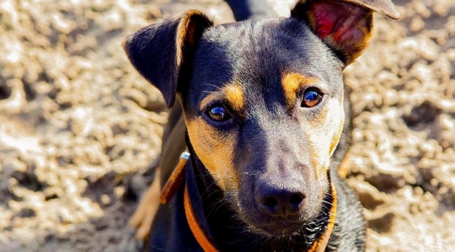 Jack Russell Dachshund Mix: Jackshund Breed Information - Canine Journal