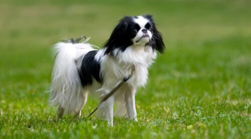 How Many Dogs Are In The World? Population By Country - Canine Journal