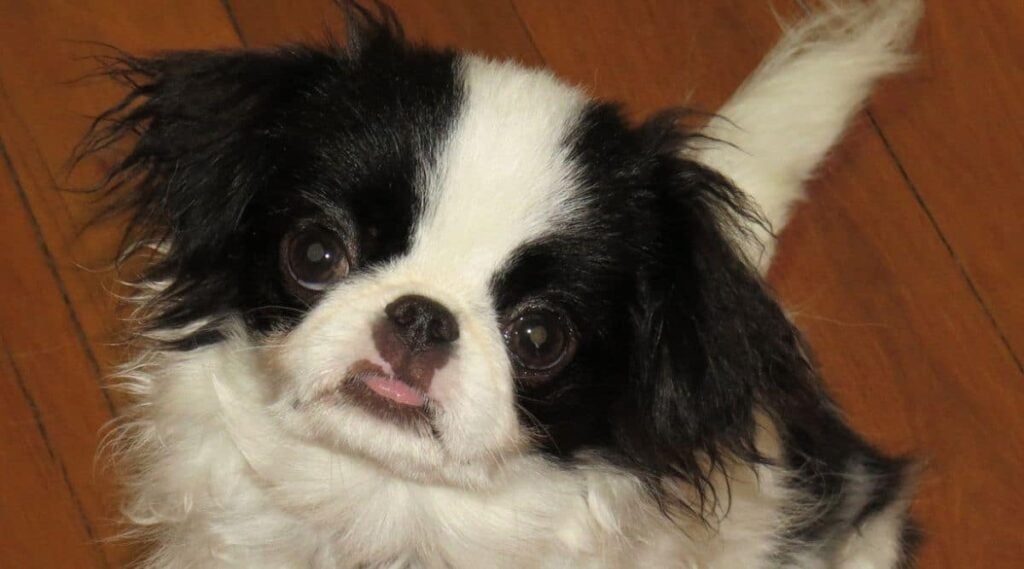 Lhatese: Lhasa Apso Maltese Mix Information: Facts, Traits & More ...