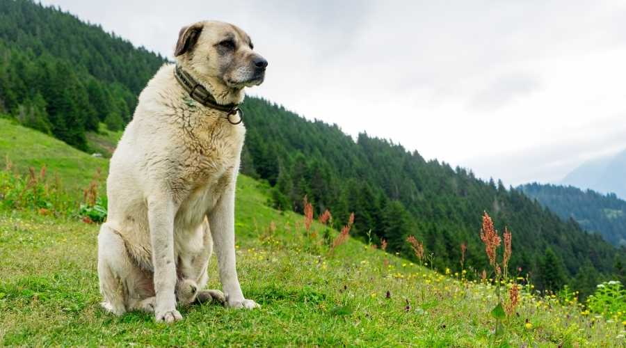 Kangal: Dog Breed History, Facts, Traits, And More - Canine Journal