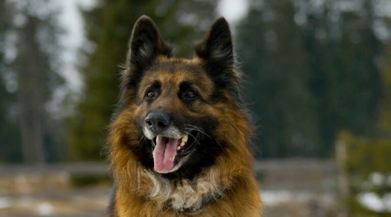 King Shepherd Breed Information, Facts, Puppy Prices & More - Canine ...