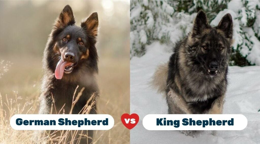 King Shepherd vs German Shepherd: Differences & Similarities - Canine ...