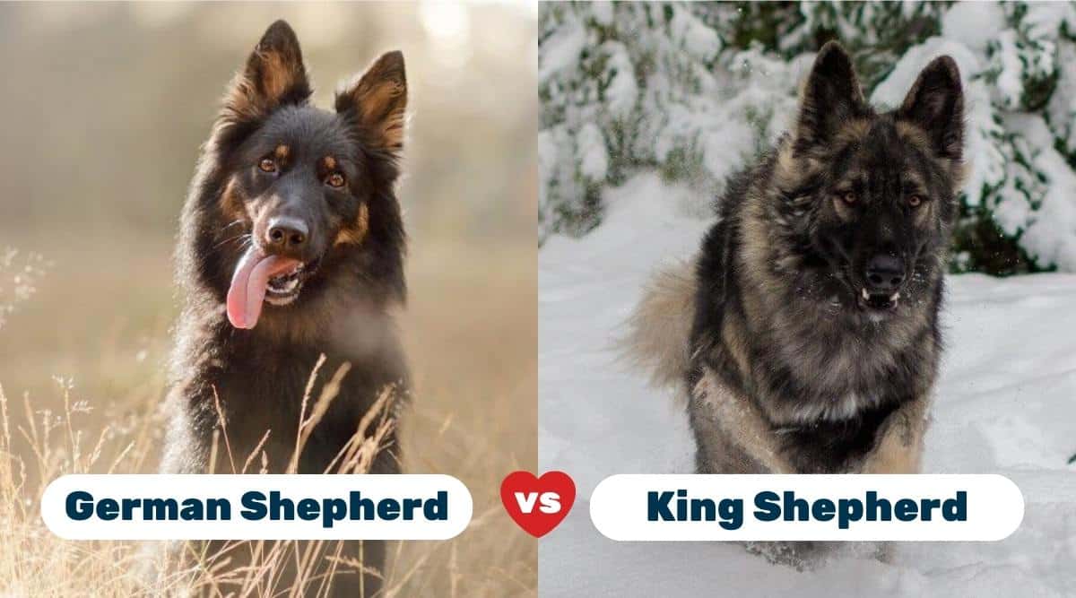 20 Dogs That Look Like a German Shepherd | Canine Journal