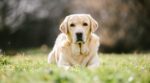 Labrador Retriever Lifespan: How Long Do Labradors Live? - Canine Journal