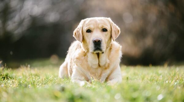 Labrador Retriever Lifespan: How Long Do Labradors Live? - Canine Journal Labrador Retriever Lifespan: How Long Do Labradors Live? - Canine Journal