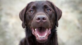 9 Shocking Labrador Retriever Health Issues Hiding Behind That Happy ...