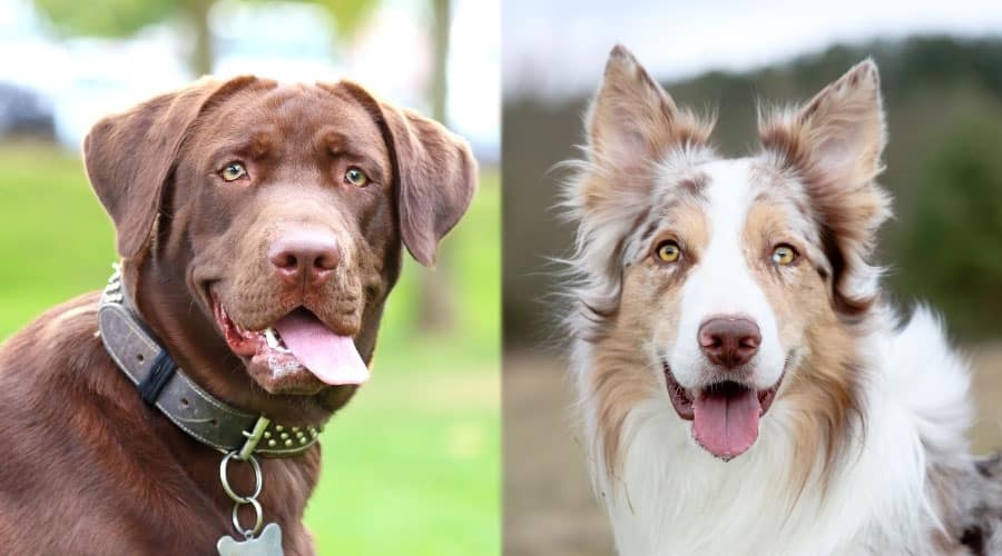 Labrador Retriever vs. Border Collie: Breed Differences & Similarities ...