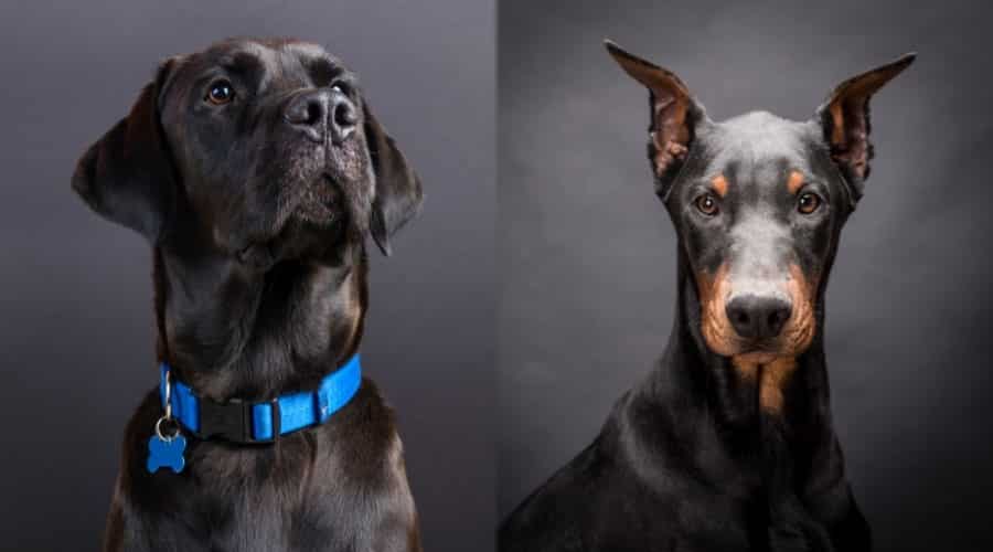 Labrador Retriever vs. Doberman Pinscher: Breed Differences ...